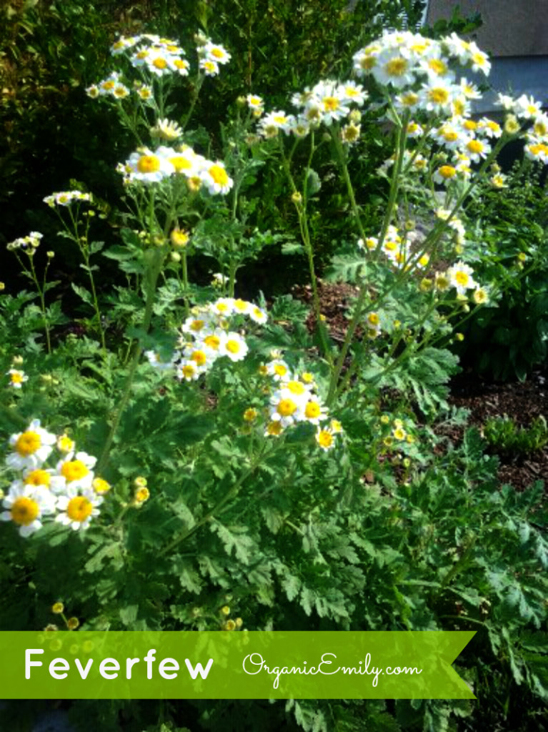 Growing and Using Medicianl Herbs: Feverfew – Rooted Emily